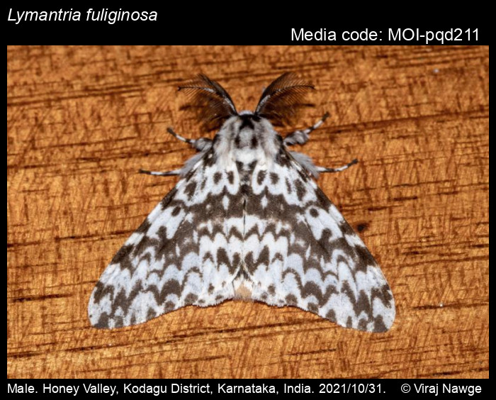 Lymantria fuliginosa | Moths